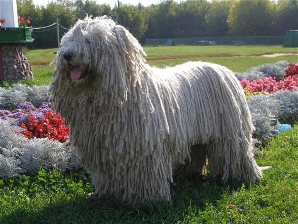 1000+ images about Х Komondor (Hungarian Sheepdog) on Pinterest ...